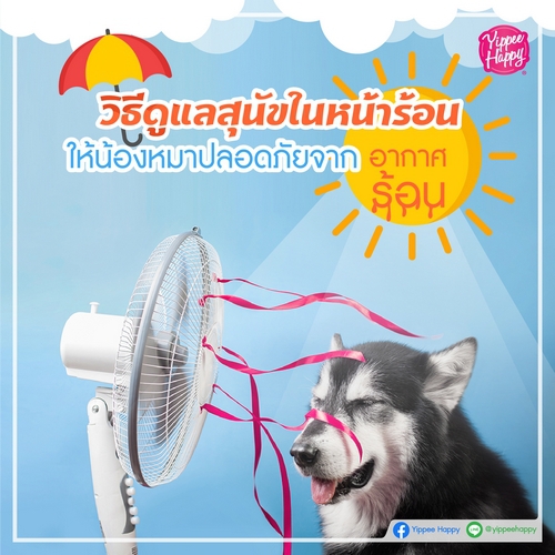 Knowledge | Yippee Happy