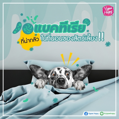 Knowledge | Yippee Happy