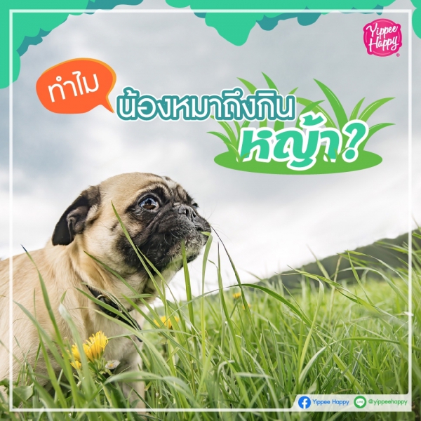 Knowledge | Yippee Happy