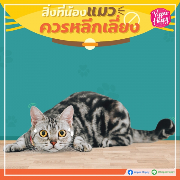 Knowledge | Yippee Happy