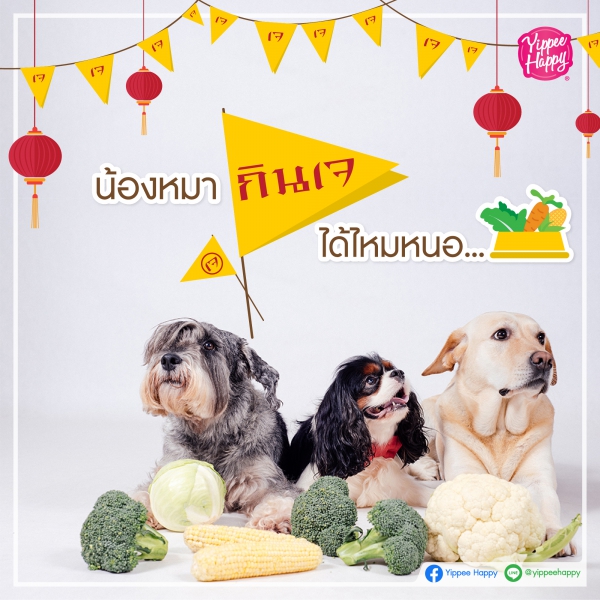 Knowledge | Yippee Happy